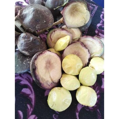 Jering Mudaa Ulam 1kg Shopee Malaysia