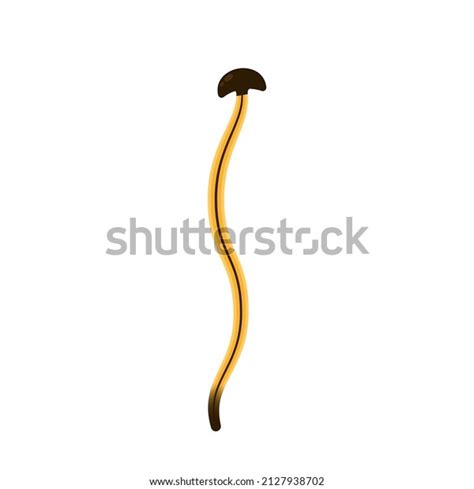 Hammerhead Vector Hammerhead Worm On White Stock Vector Royalty Free 2127938702 Shutterstock
