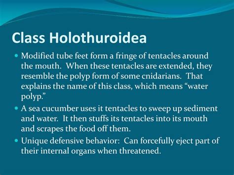 Ppt Classification Of Echinoderms Powerpoint Presentation Free
