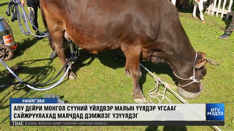 АПУ дэйри АПУ дэйри Монгол сүүний үйлдвэр малчдаас сүүг тогтмол худалдан авахын зэрэгцээ