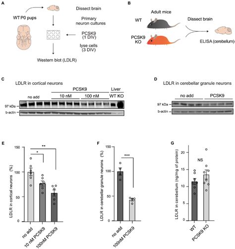 Pcsk9 Targets Ldlr In Neuronal Cell Cultures But Not In Adult Download Scientific Diagram