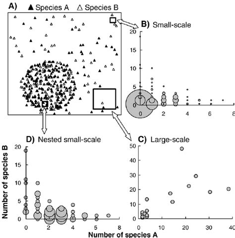 A Simulation Of A Spatial Interaction Between Two Species Where Both