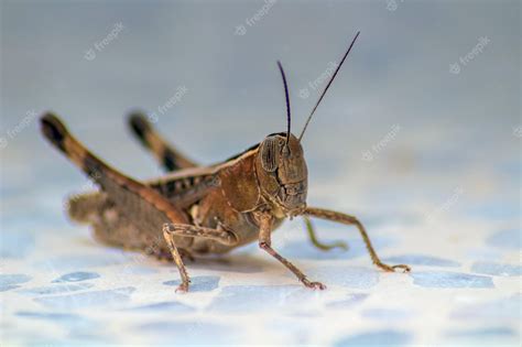 Premium Photo Grasshopper On The Ground