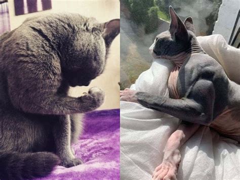 Кот качок 83 фото