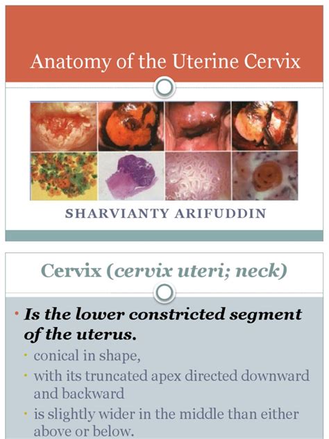 2anatomy And Histology Of The Cervix Pdf Uterus Womens Health