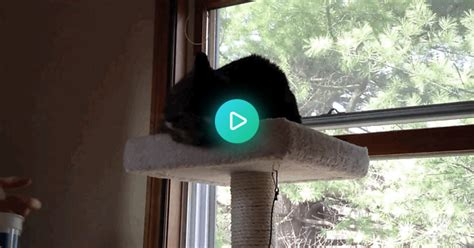 When Shes High Af On Catnip Album On Imgur