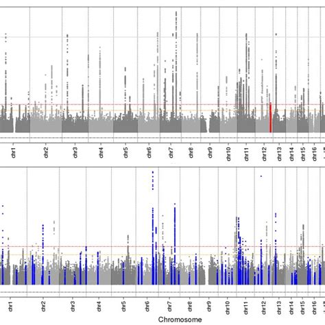 Manhattan Plot Of Association Statistics Log10 P Values For Tb Bmd Download Scientific