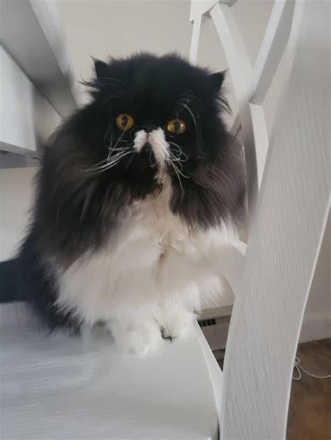 My Precious Persian Tuxedo Kitty 🖤🤍 R Tuxedocats