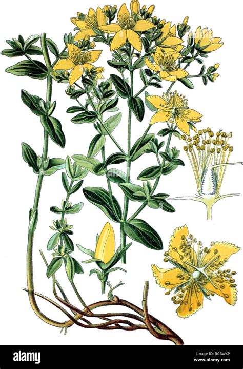 St Johns Wort Properties At Gary Roof Blog