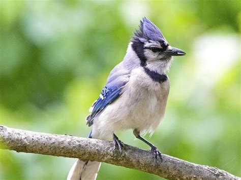 9 Birds That Steal Nests And Shiny Things With Pictures