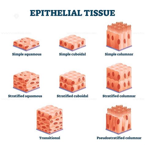 Simple Squamous Epithelium Drawing With Label Surrealist Drawing Techniques