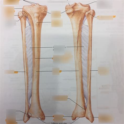 Tibia And Fibula Diagram Quizlet