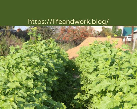 Gardening What Is Green Manuring Berts Blog