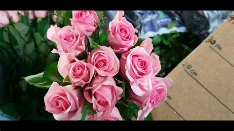 알렉산드라장미 생화 꽃집 꽃집창업 꽃값 온라인꽃시장 온라인꽃도매 인터넷꽃시장 인터넷꽃도매 서울꽃시장 꽃농장 꽃배송 생화배송 생화도매 생화택배 꽃배달 생화배달 생화주문 생화