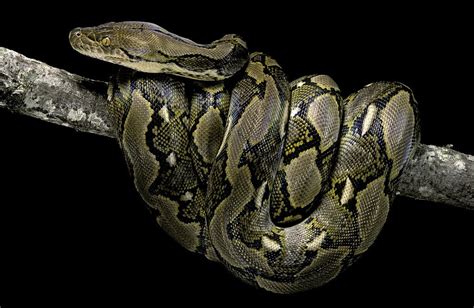Python Reticulatus Reticulated Python Posters And Prints By Corbis