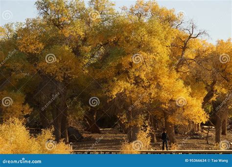 Populus Euphratica The Hero Tree In The Taklimakan Desert Editorial