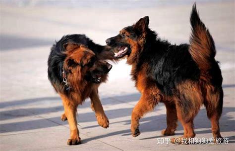 德牧的优点和缺点不全是忠犬作为大狗也难养 知乎
