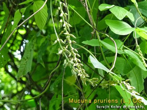 Medicinal Plants Mucuna Pruriens