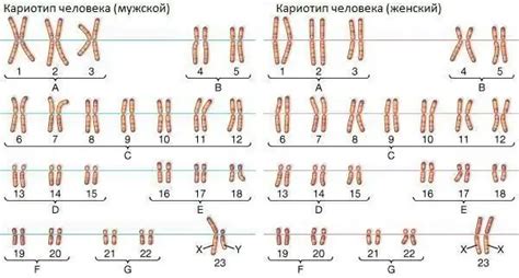 Denver Classification Of Chromosomes As The Basis Of Karyotyping Science