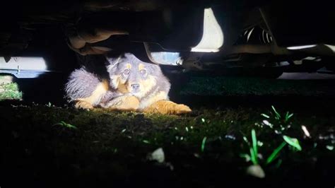 El Nuevo Look Del Beb Con El Mejor Pelo Del Mundo