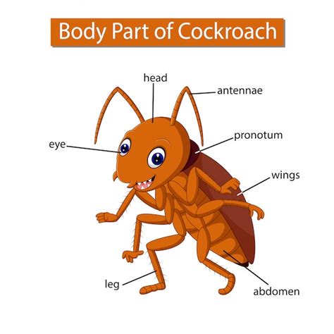Diagram Showing Body Part Of Cockroach Premium Vector