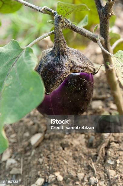 Buah Terong Muda Tumbuh Di Kebun Foto Stok Unduh Gambar Sekarang