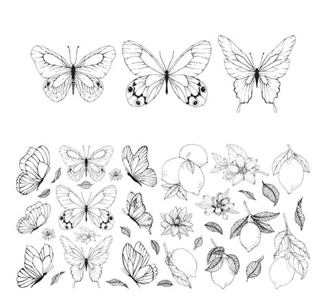 Conjunto De Mariposas Línea De Insectos De Verano Elemento Gráfico Negro Bosquejo Línea Gráfica
