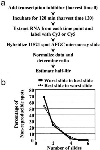 Strategy For Monitoring MRNA Stability Using CDNA Microarrays A RNA