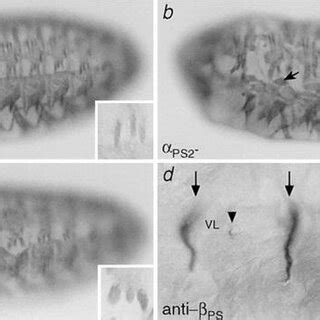 Amino acid sequence of the two mutated αPS cytoplasmic domains The Download Scientific
