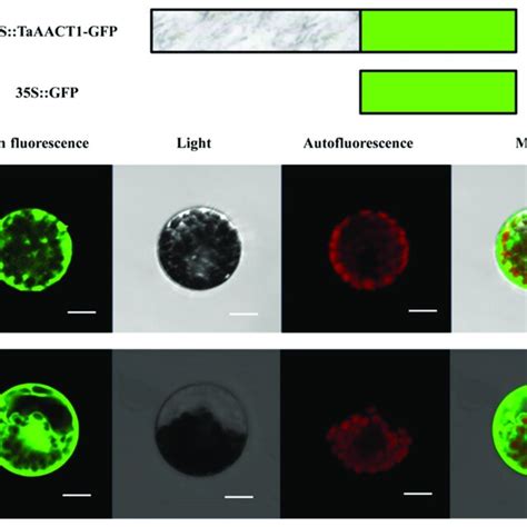 Subcellular Localization Of Taaact1 In Wheat Mesophyll Protoplasts The Download Scientific