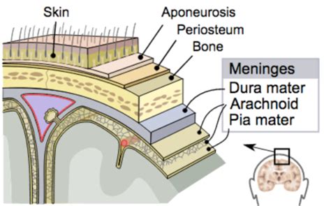 Anatomy Of The Meninges Skull Base And Csf Production Flashcards Quizlet