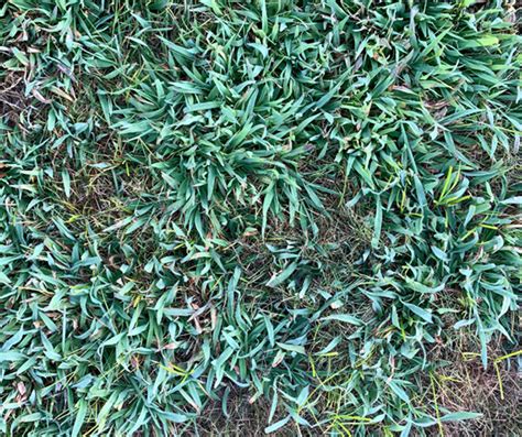 Everything North Dakota Lawn Owners Need To Know About Crabgrass