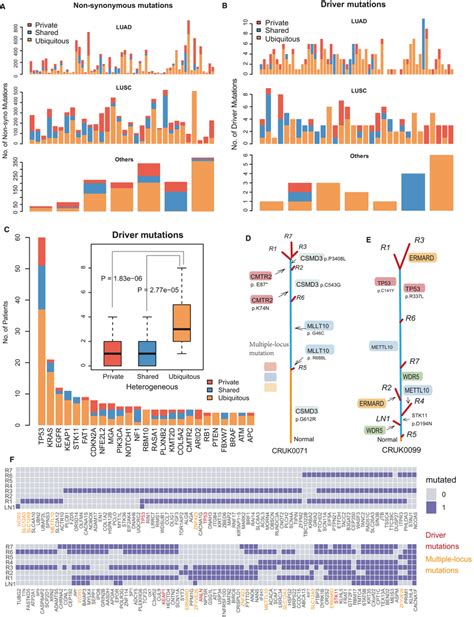 Description Of Intra‐tumor Heterogeneity And Genomic Evolutionary