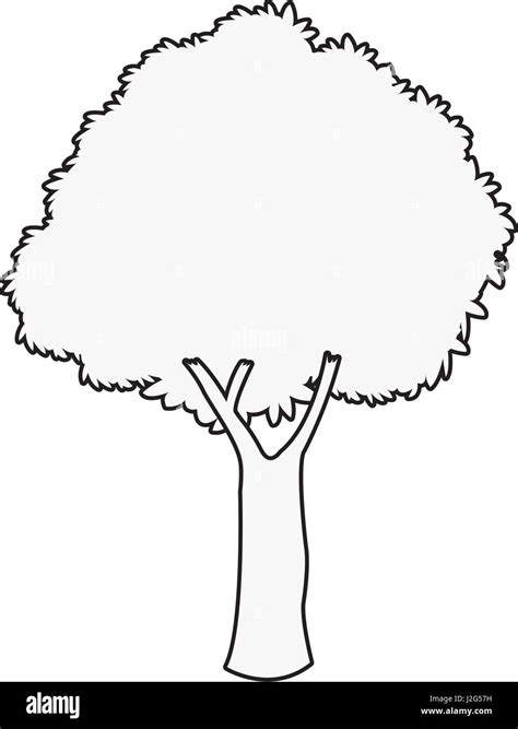 Oak Tree Plant Nature Garden Outline Stock Vector Image And Art Alamy