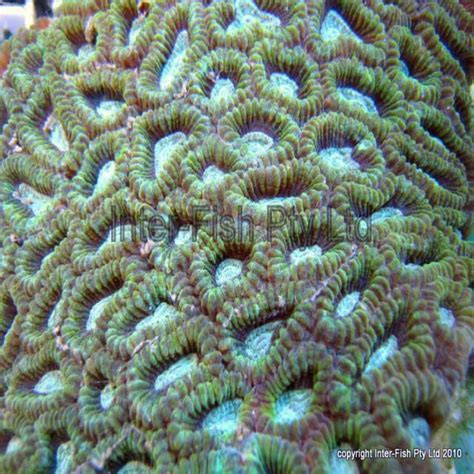 Coral Detection Object Detection Dataset V2 2023 11 15 4 43am By Data Sets For Research