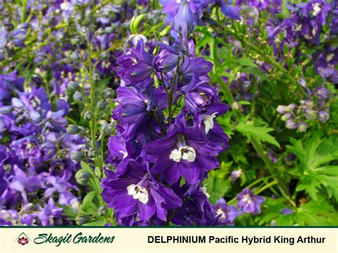 Delphinium Cashman Nursery