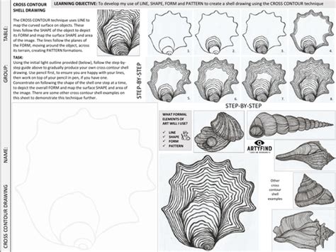 Cross Contour Shell Drawing 6 Teaching Resources