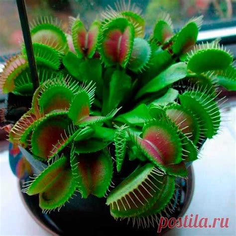 Комнатное растение Венерина мухоловка (Dionaea). Венерина мухоловка ...