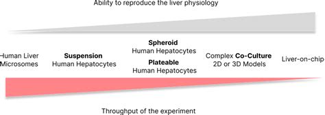 What Are The Different Types Of Human Hepatocytes Assays And How Are They Used