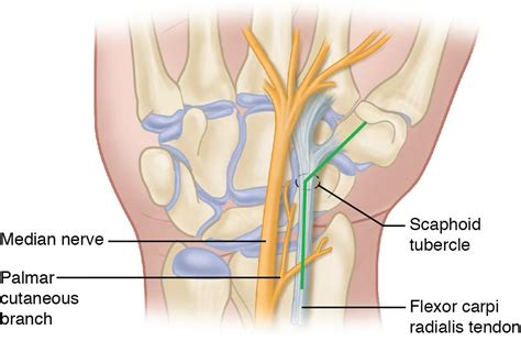 Scaphoid Fractures Open Reduction Internal Fixation And Percutaneous