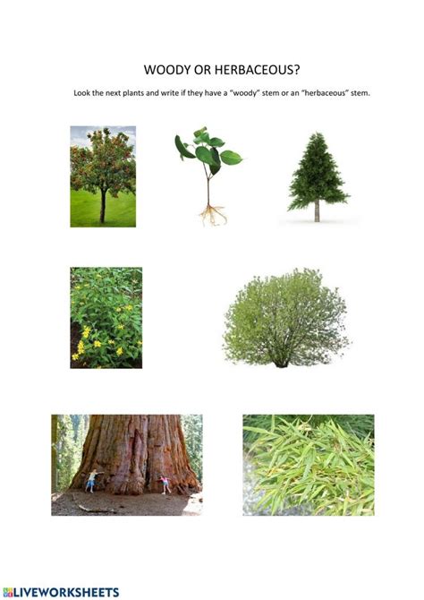 Types Of Stems Worksheet Asexual Plants Plants Online Types Of Plants