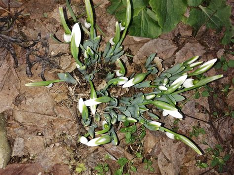 스노우 드롭 봄 꽃들 Pixabay의 무료 사진