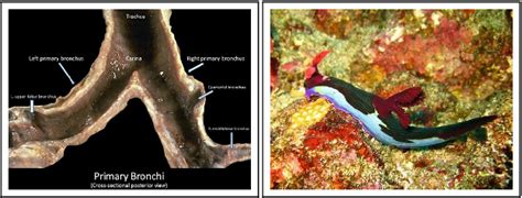 Figure 20 From Enhancing Textbooks With Visuals From The Web For