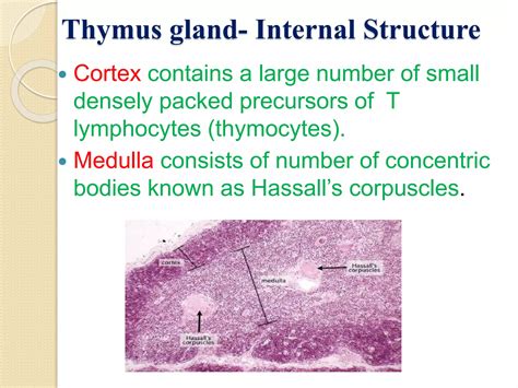 Thymus Pptx