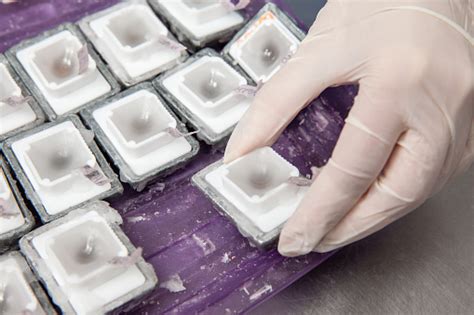 Scientist Preparing Paraffin Blocks Containing Biopsy Tissue For Sectioning Pathology Laboratory