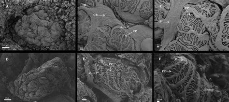 glomerular ultrastructure coated samples showed in a b c and