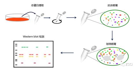 Co Ip实验解析 进击的免疫共沉淀 用一个抗体沉淀两个蛋白！（蛋白 蛋白） 北京基华生物技术服务有限公司