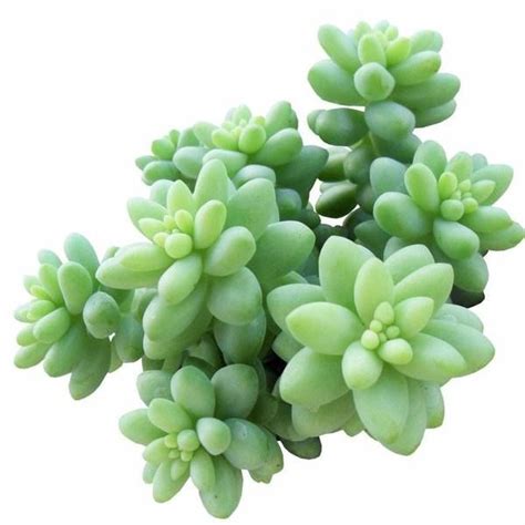 Great Trailing Sedum Varieties Ceiling Plant Holders