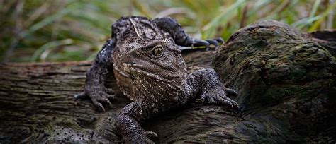 Tuatara Teeth