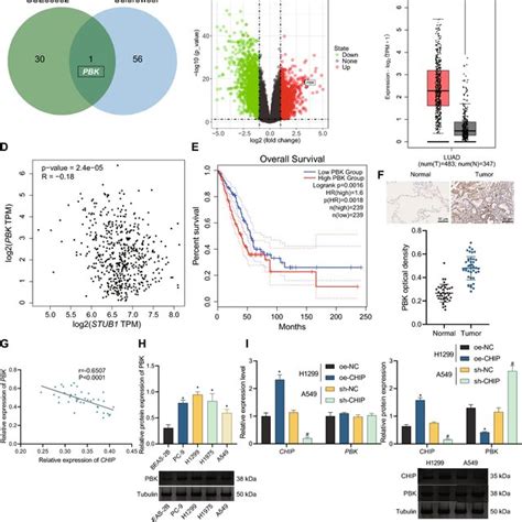 Pbk Expression In Nsclc Tissues And Cells And Its Regulatory Download Scientific Diagram